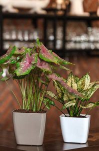 Best Indoor Planters For Home | Harshdeep India