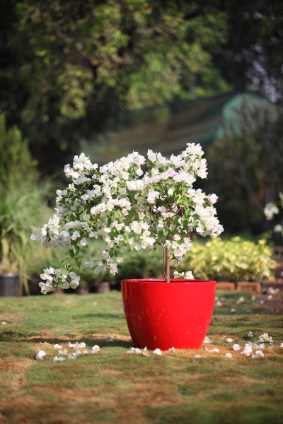 Discover the Ultimate Garden Pot Guide for Plant Lovers - Indoor ...
